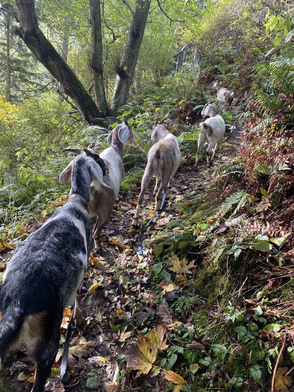 Goat Walks — Blackberry Moon Farm Body Care