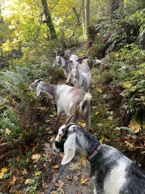 Goat Walks — Blackberry Moon Farm Body Care