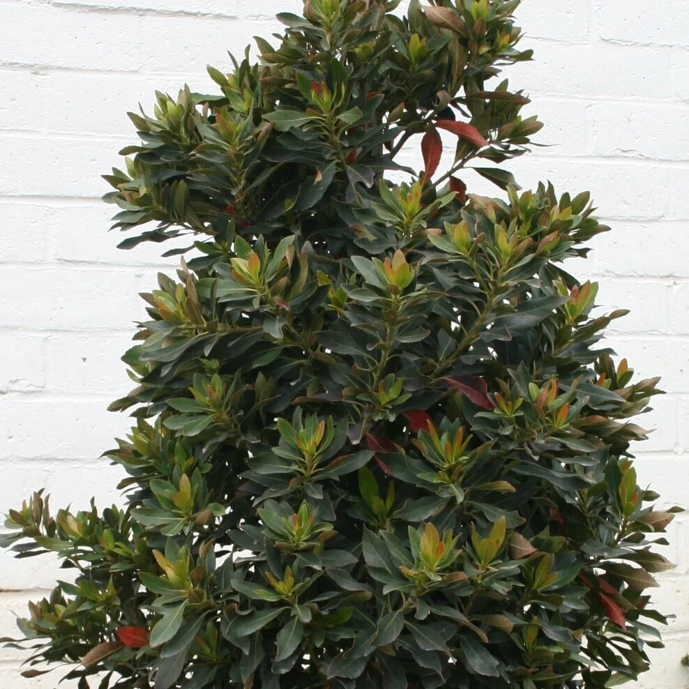 The Standard Design Group Nurseries