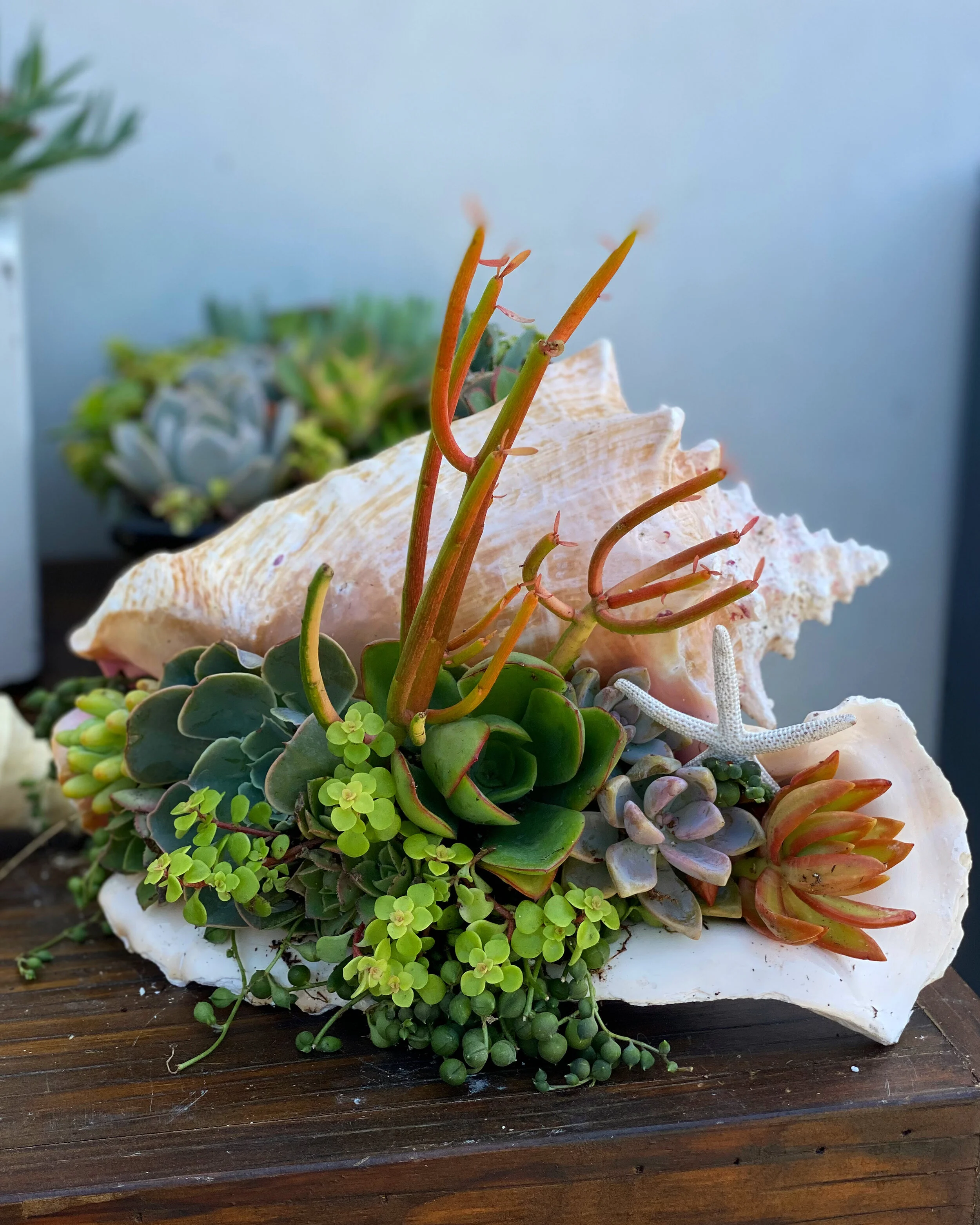 The Standard Design Group Nurseries