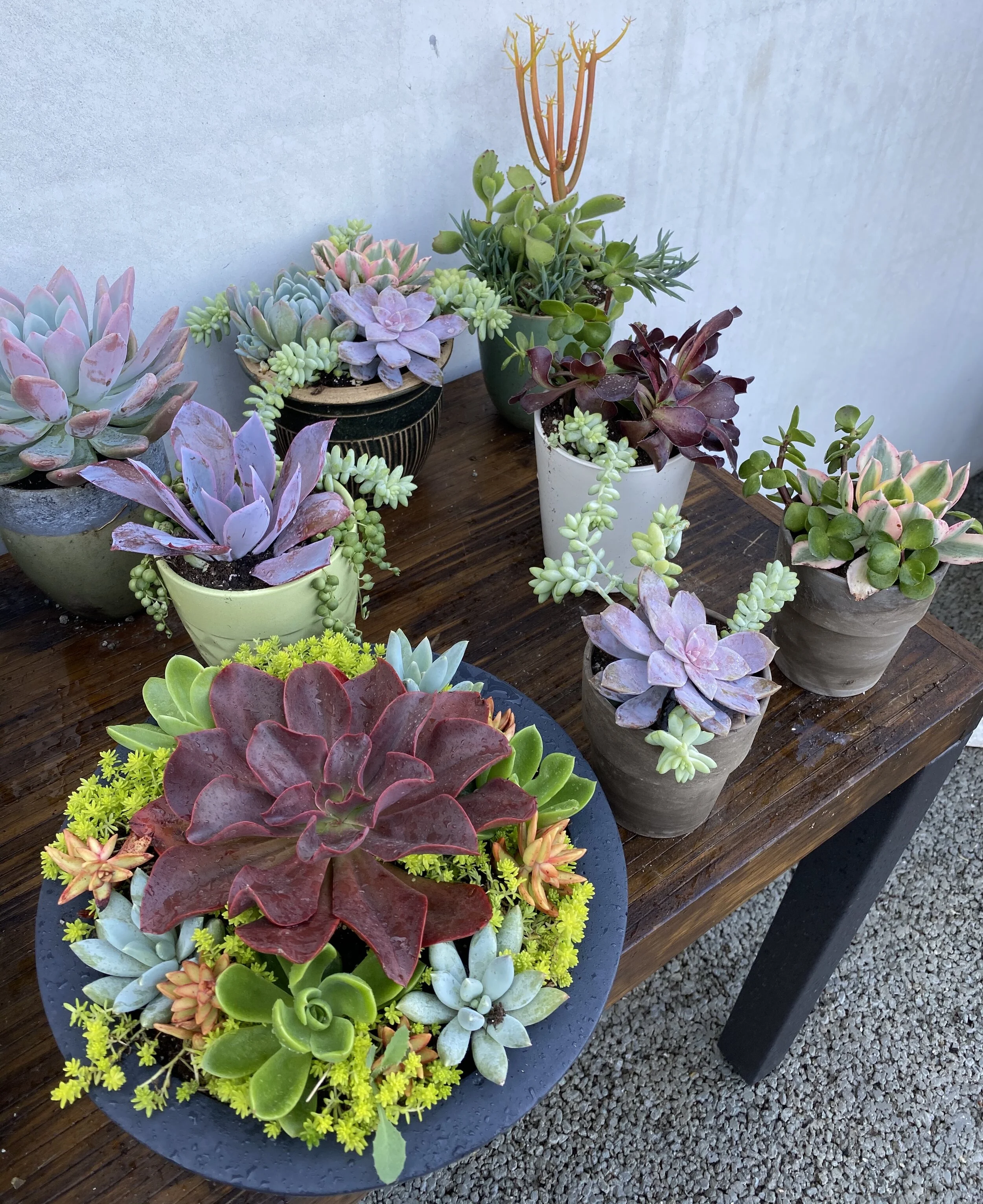 The Standard Design Group Nurseries