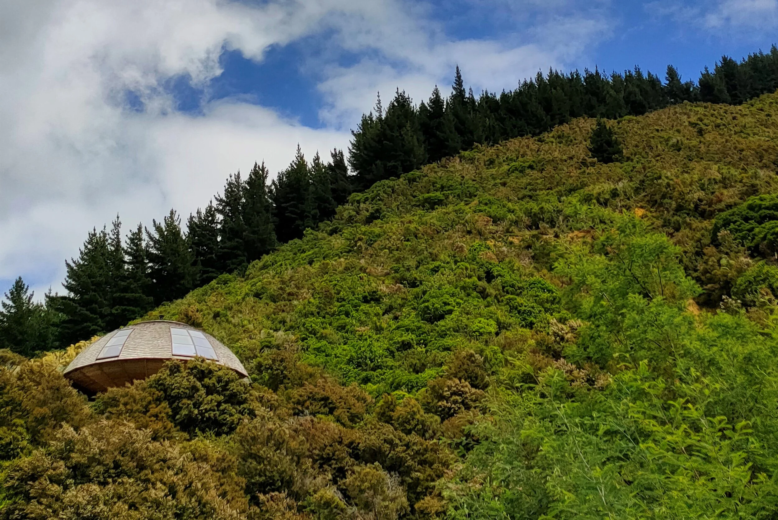 Mount Pleasant — Permanent forests NZ