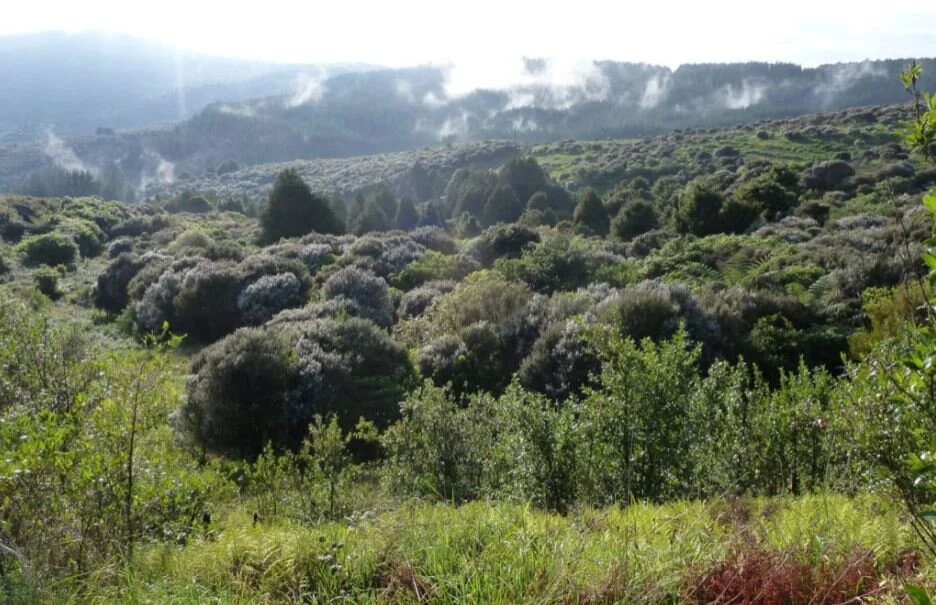Native Forest Restoration Trust — Permanent forests NZ