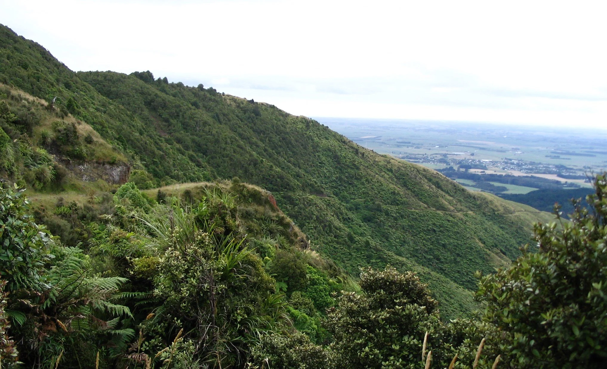 Te Arahiwi — Permanent forests NZ