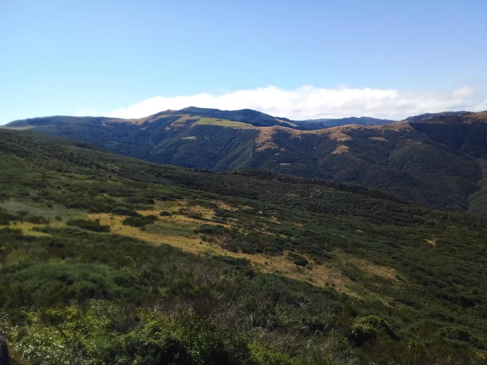 Hinewai Reserve — Permanent forests NZ