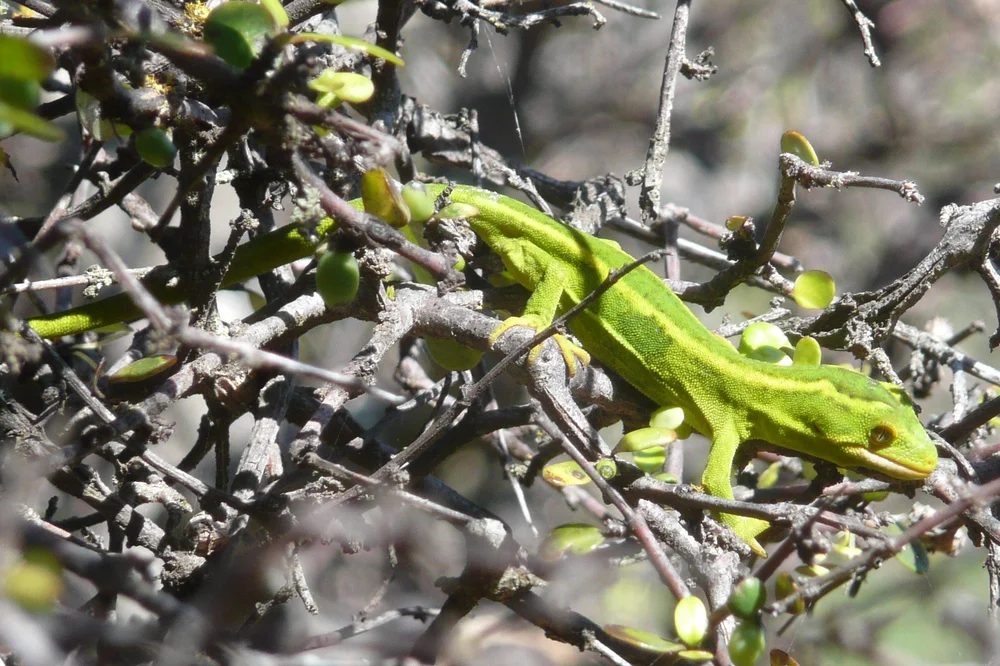 Hinewai Reserve — Permanent forests NZ