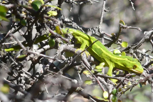 Hinewai Reserve — Permanent forests NZ