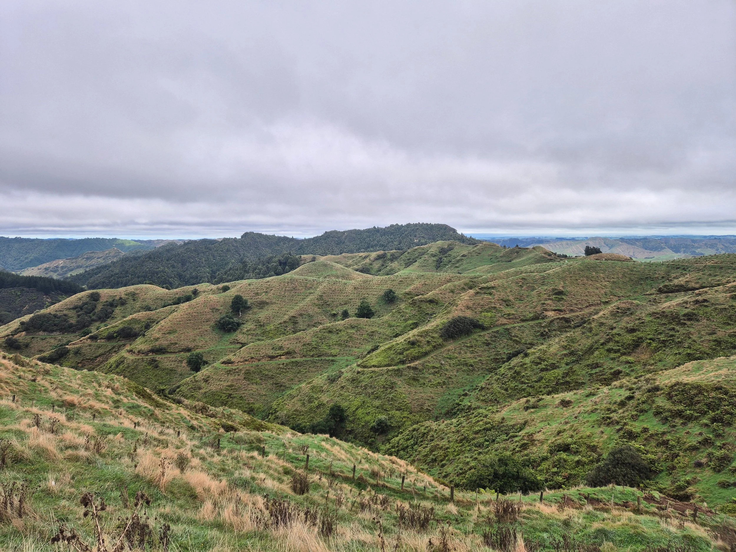 Native Forest Restoration Trust — Permanent forests NZ