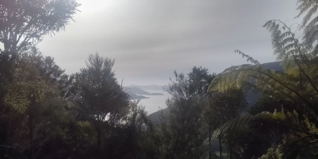 Clova Bay Permanent Forest — Permanent forests NZ