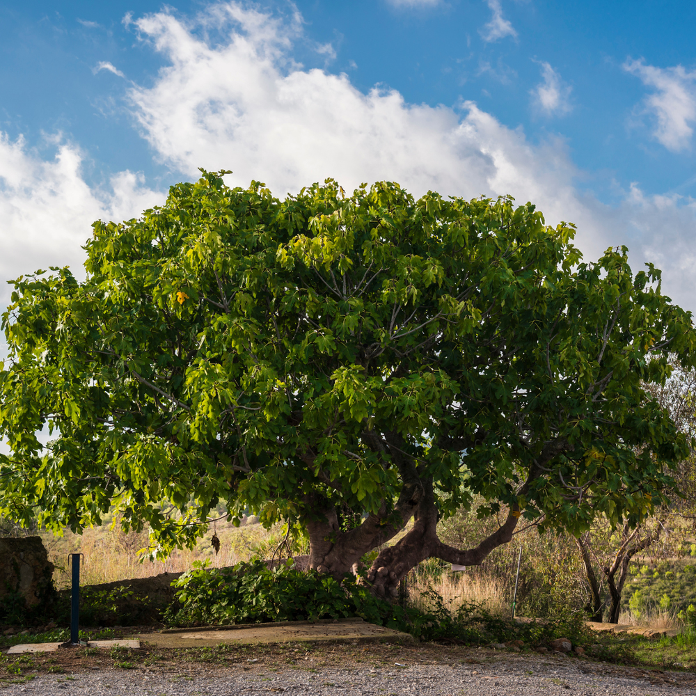 The Fig Tree Lesson - Mark 13:28 — Carol Adams
