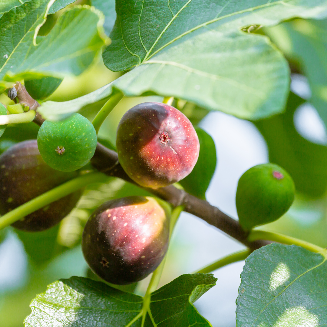 The Fig Tree Lesson - Mark 13:28 — Carol Adams