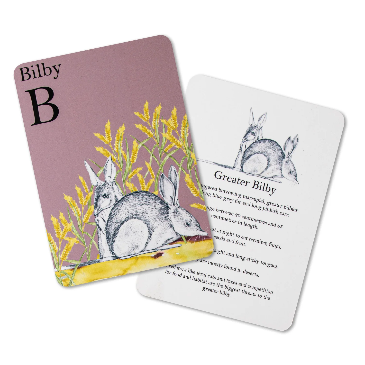 20 facts about the Greater Bilby — fabriculture