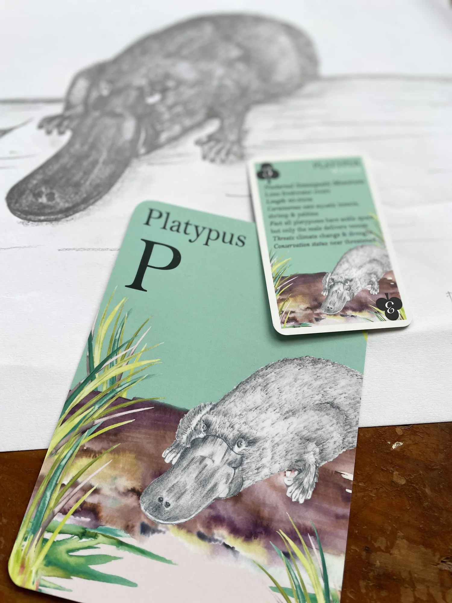 12 facts about the platypus. — fabriculture