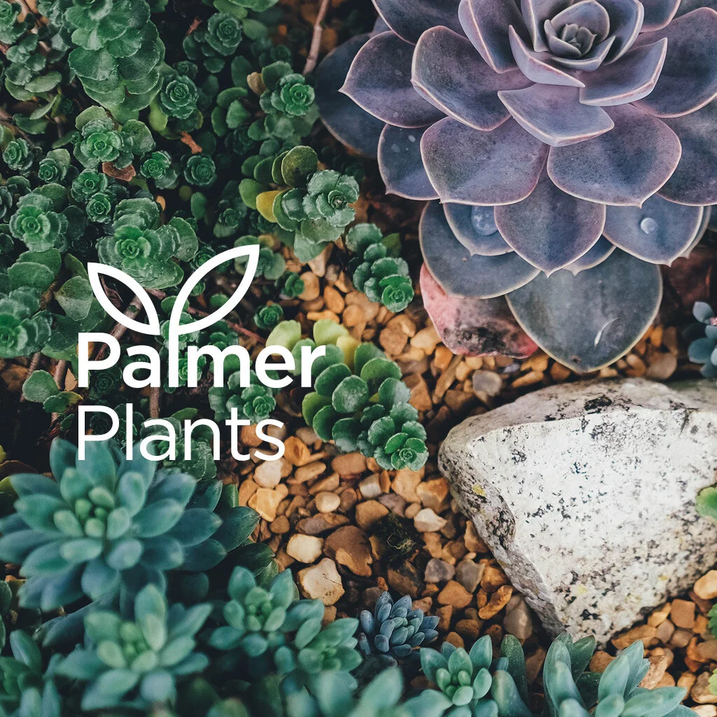 Palmer Plants