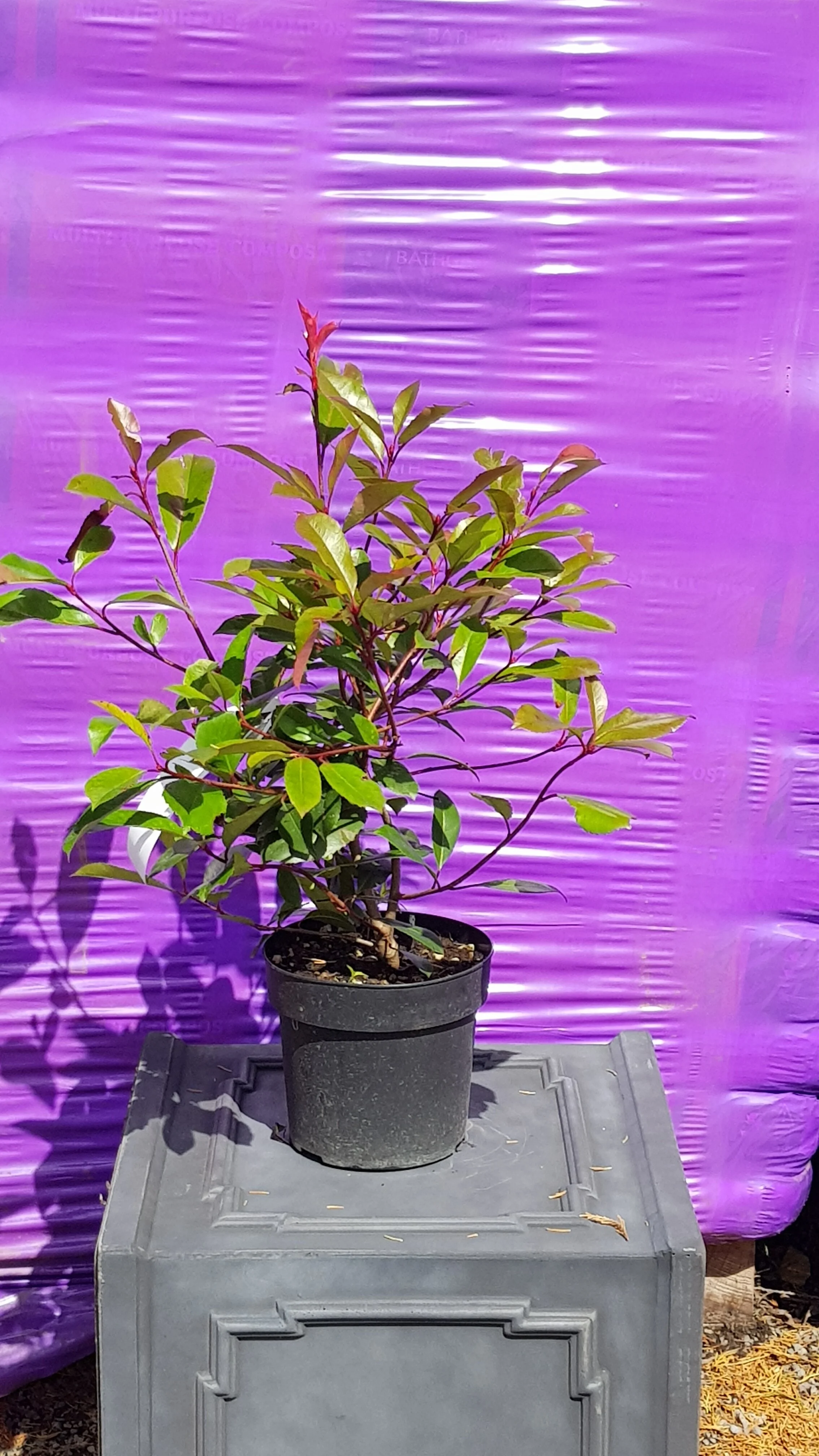 Palmer Plants