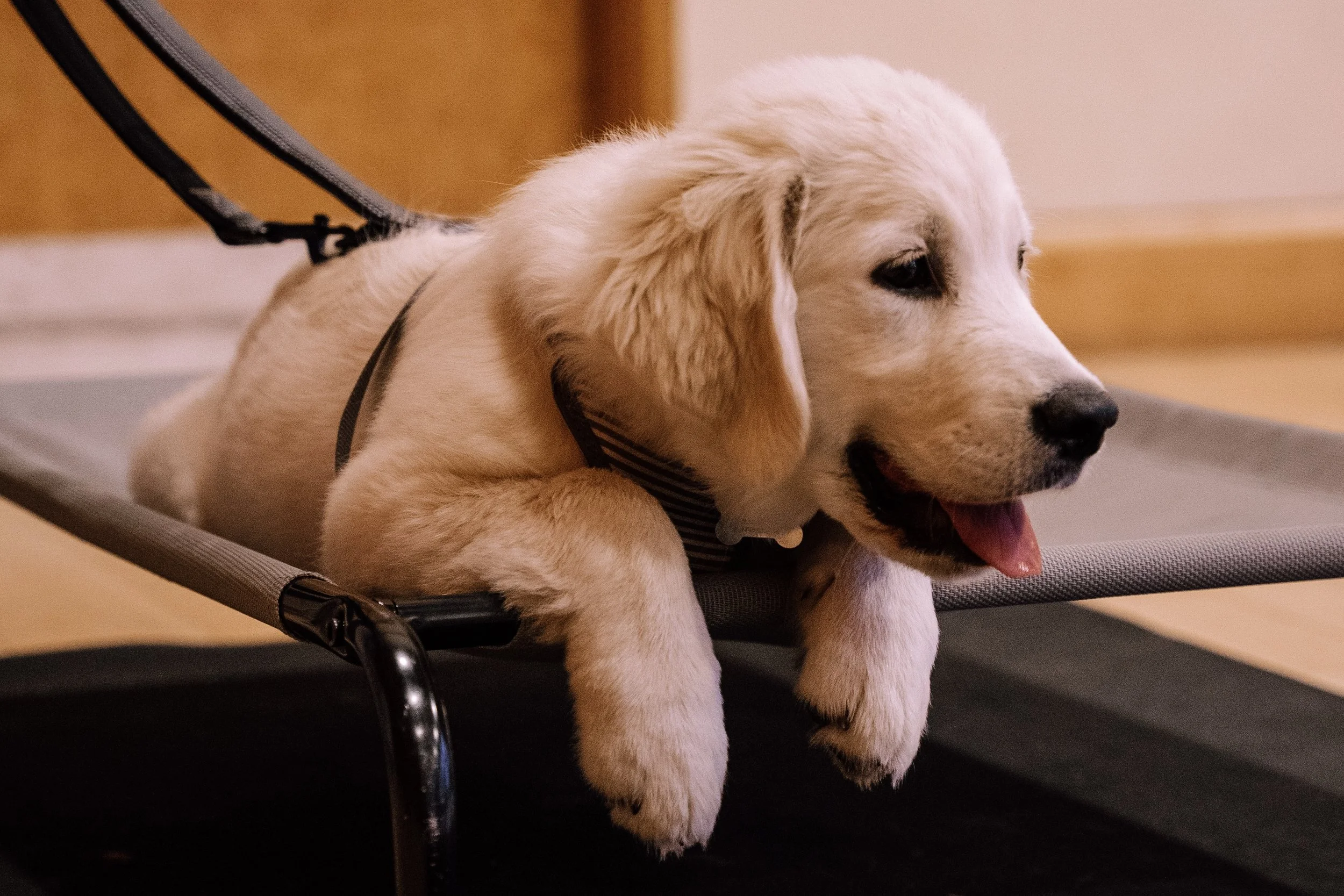 Dog Training Classes In Bedfordshire — Fetch Club | Dog Walking & Dog ...