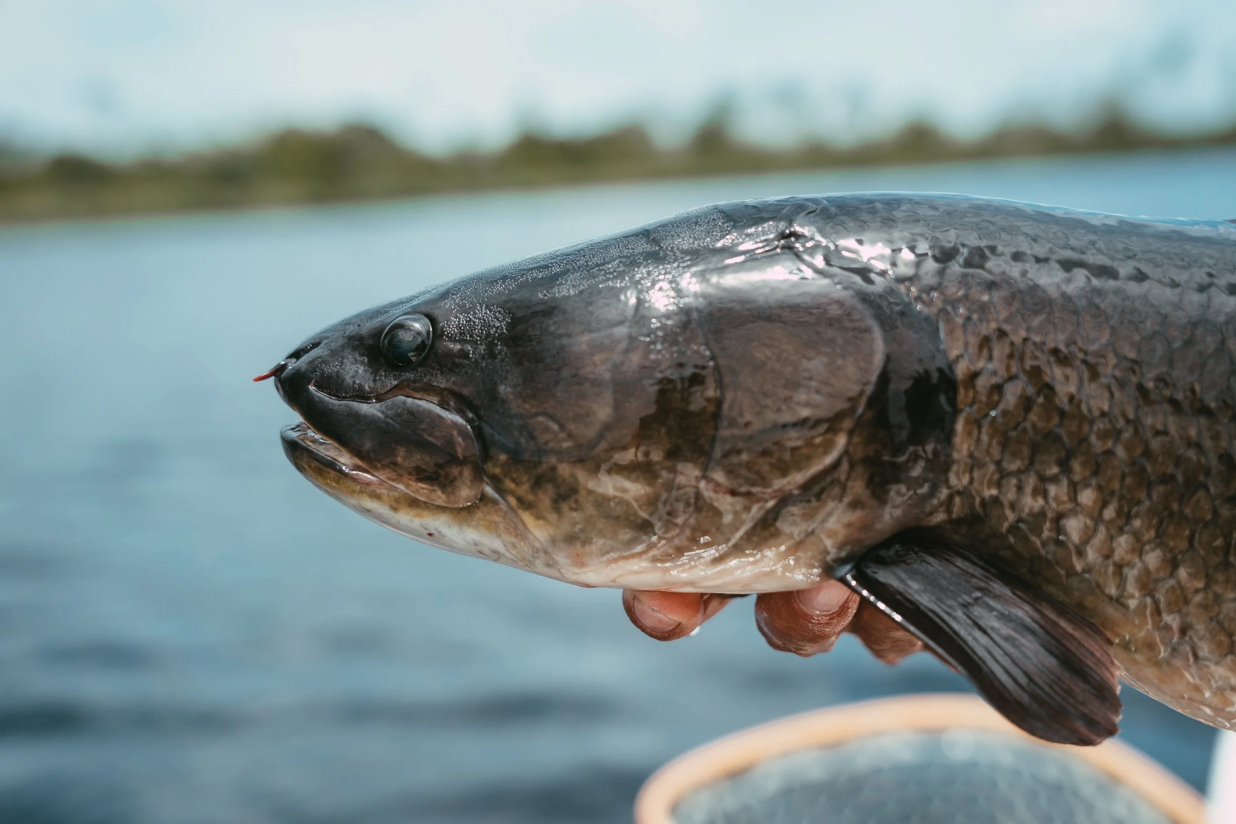 Back to the Bog — Tall Tails Fly Fishing