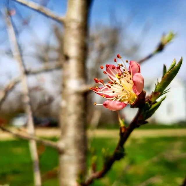 Gallery — Rupe Family Farms