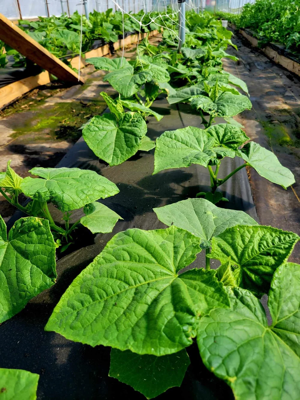 The Patch — Rupe Family Farms
