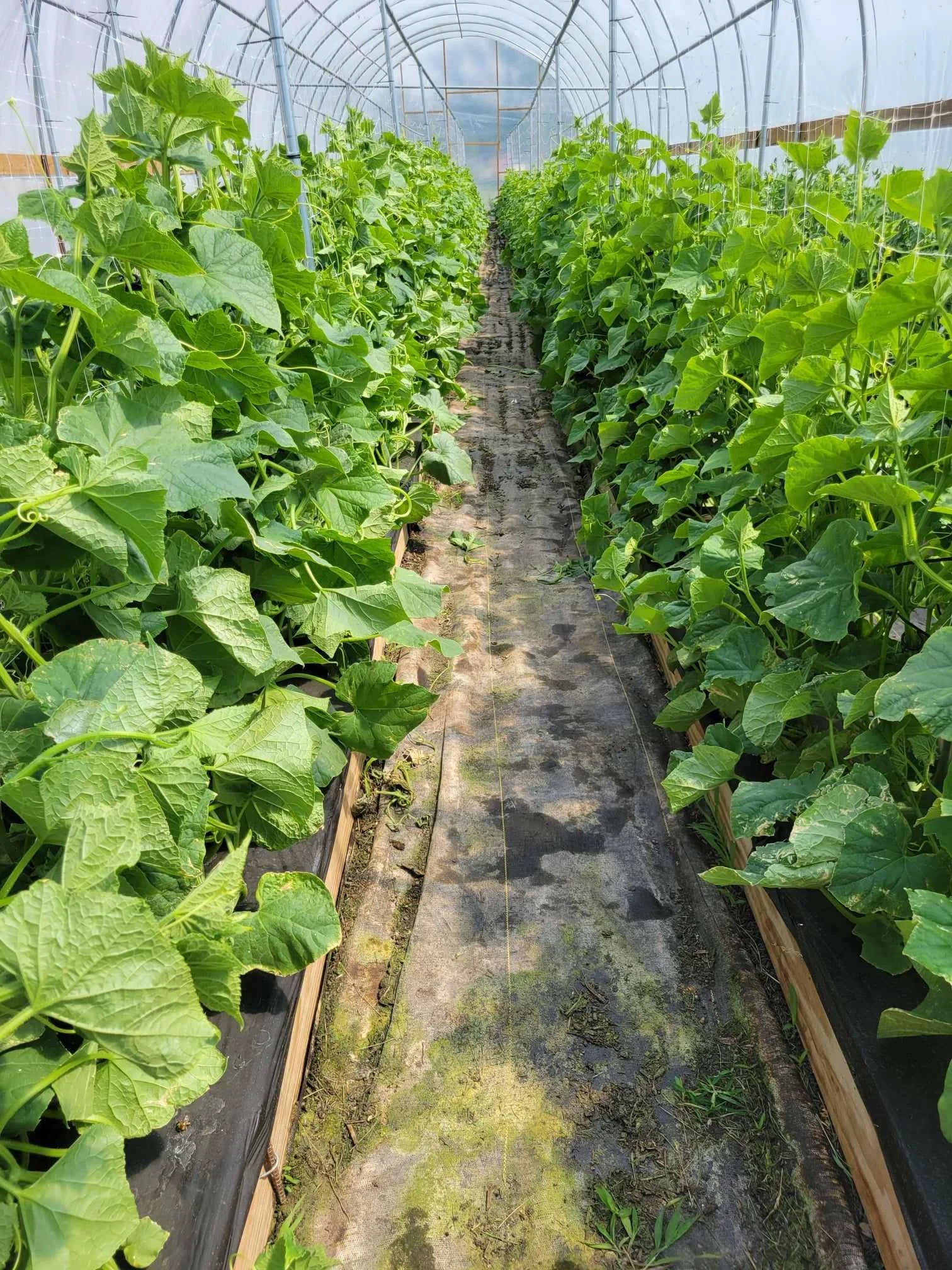 The Patch — Rupe Family Farms