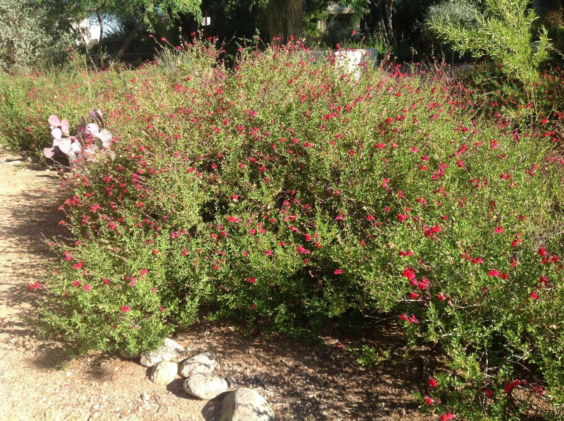 Texas Native Pollinator Garden — Joy Max Jardín