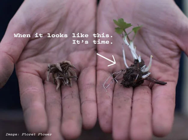 How to Grow Ranunculus — Joy Max Jardín