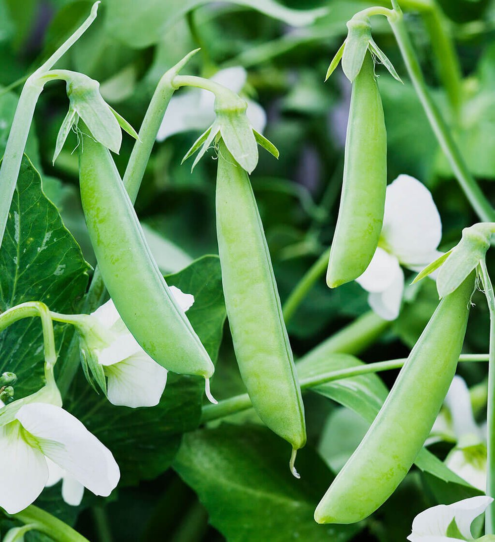 Royal Snap II Pea — Joy Max Jardín