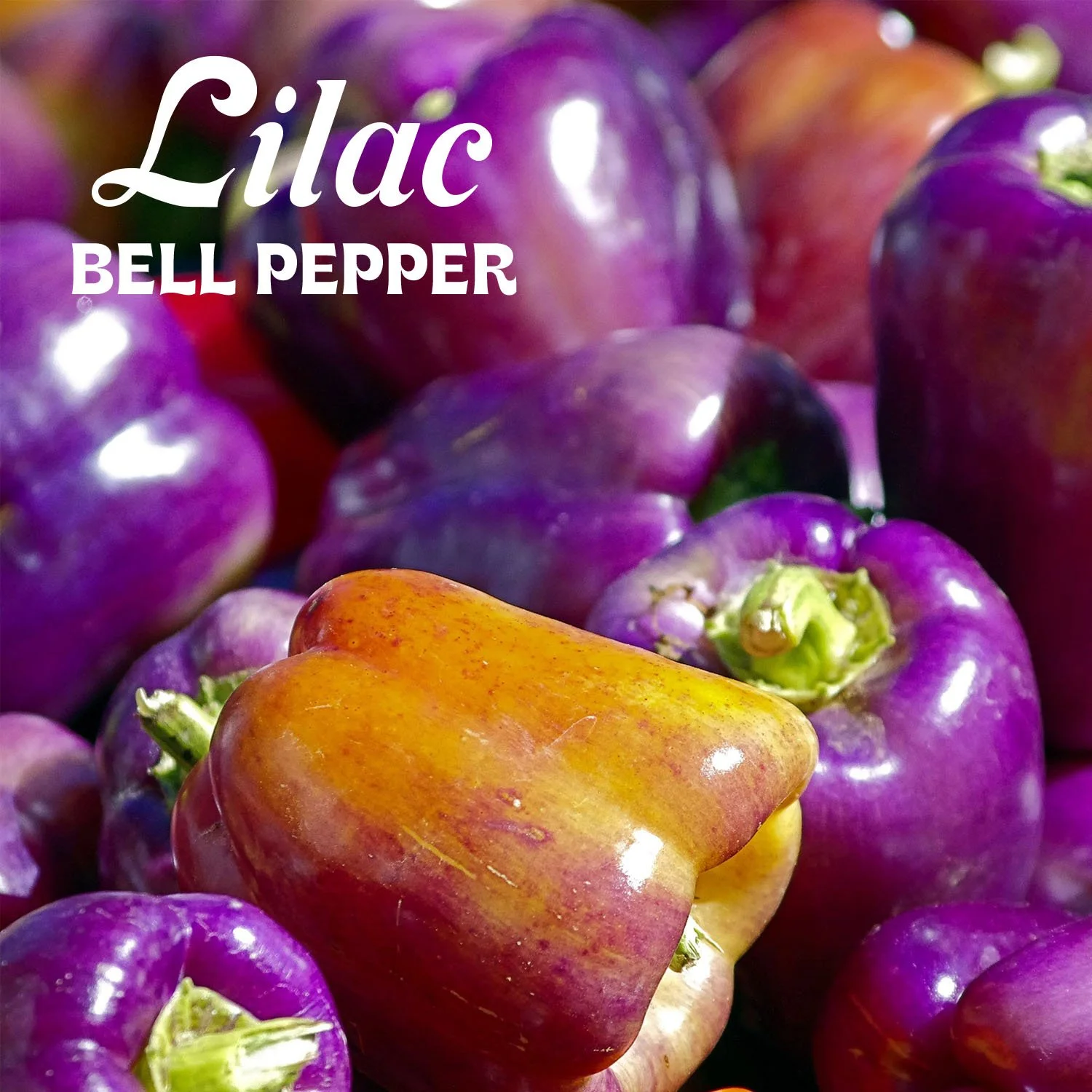 Lilac Bell Pepper F1 Seeds — Joy Max Jardín