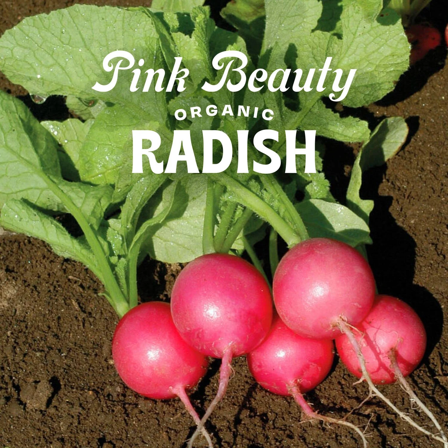 Pink Beauty Organic Radish Seeds — Joy Max Jardín