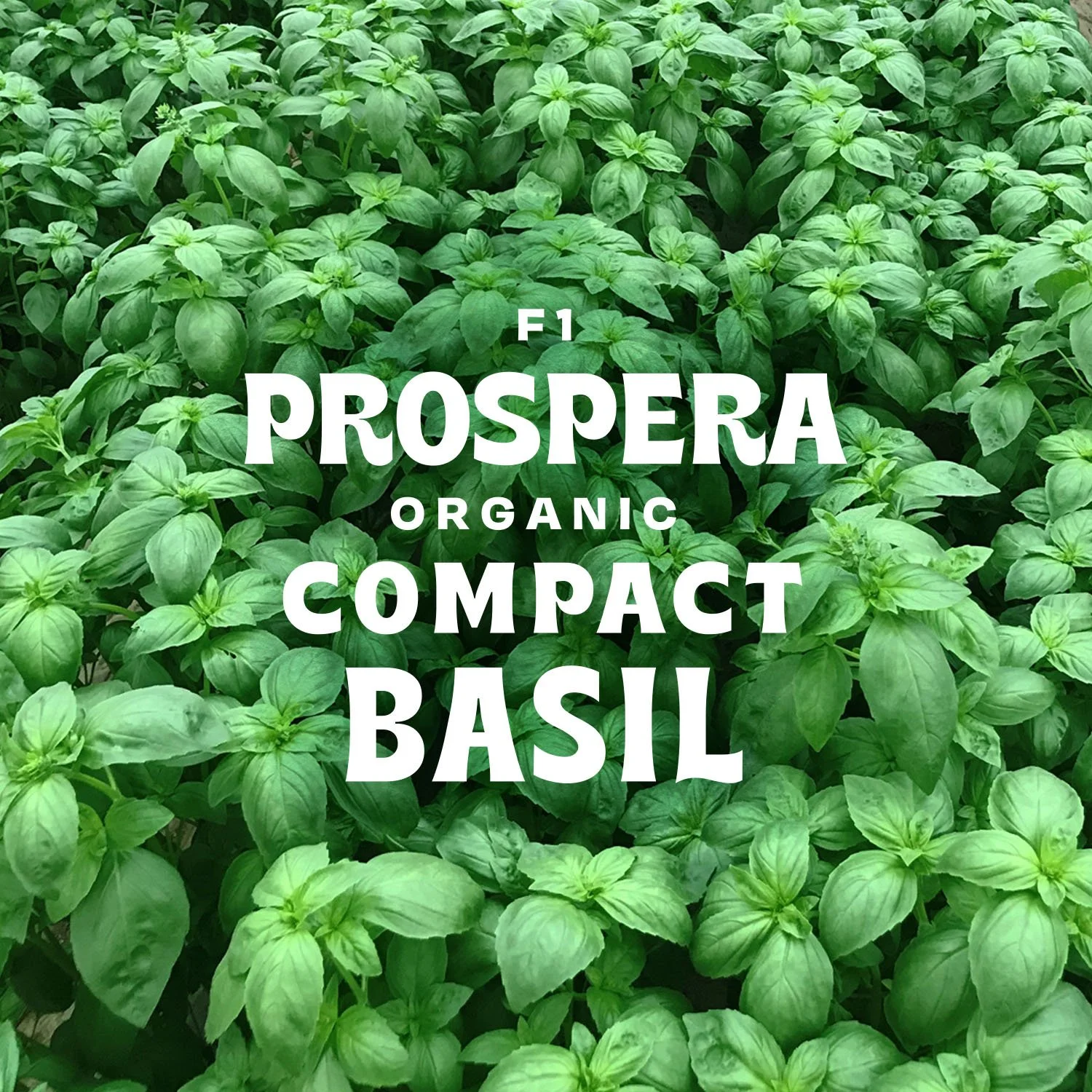 Prospera Compact Basil Seeds Organic F1 — Joy Max Jardín