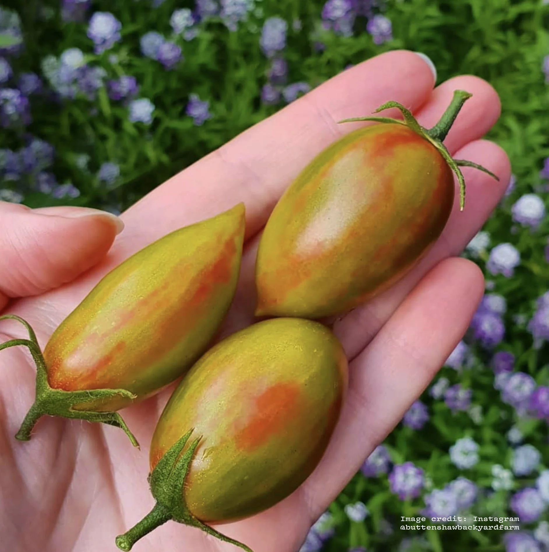 The Joy Max Seed Shop — Joy Max Jardín