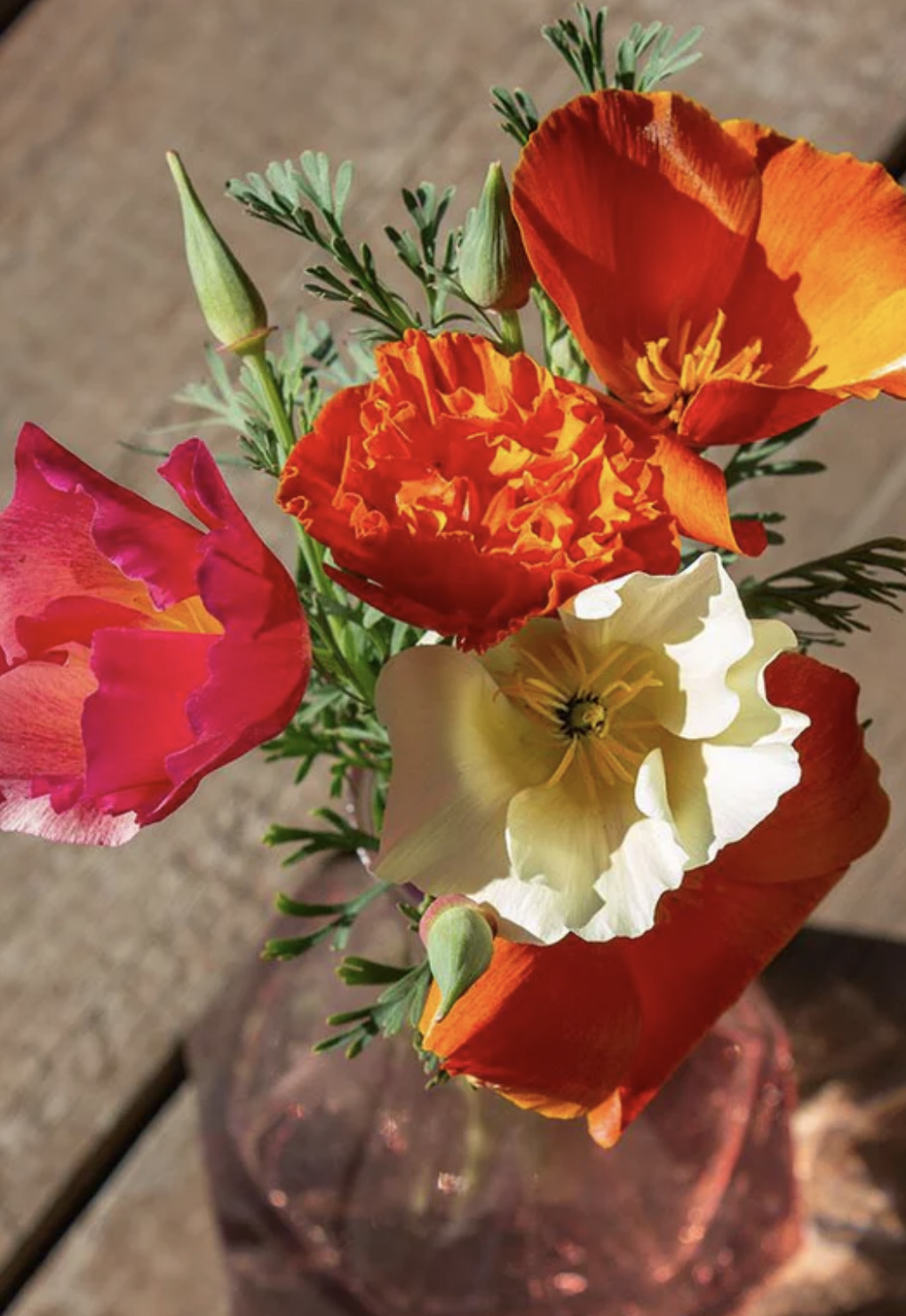Mission Bells California Poppy Seeds — Joy Max Jardín