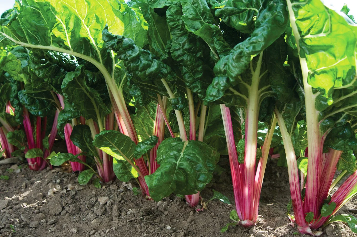 Peppermint Swiss Chard — Joy Max Jardín