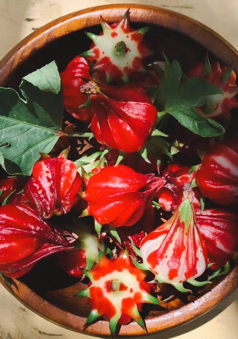 The Joy Max Seed Shop — Joy Max Jardín