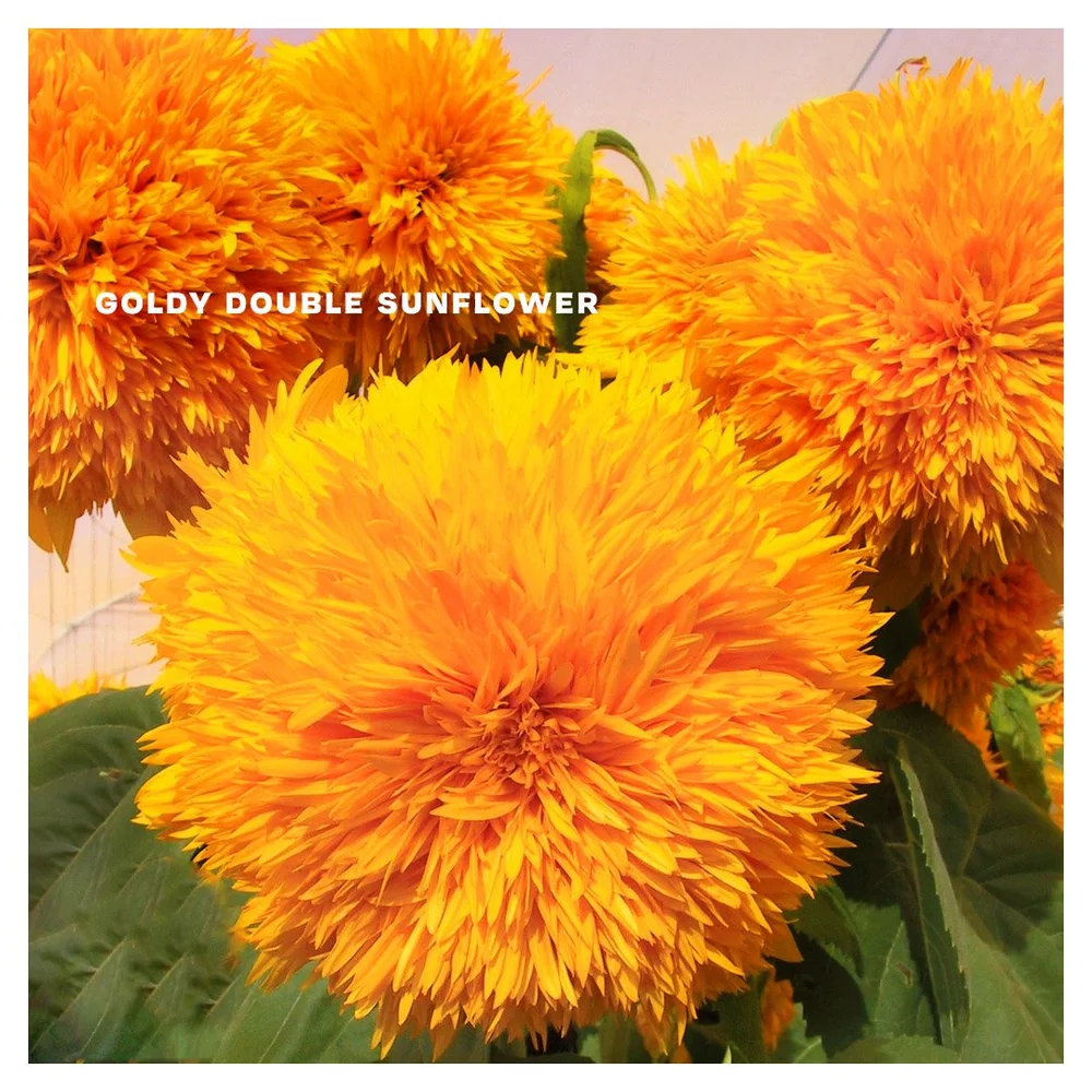 Goldy Double F1 Organic Sunflower Seeds — Joy Max Jardín