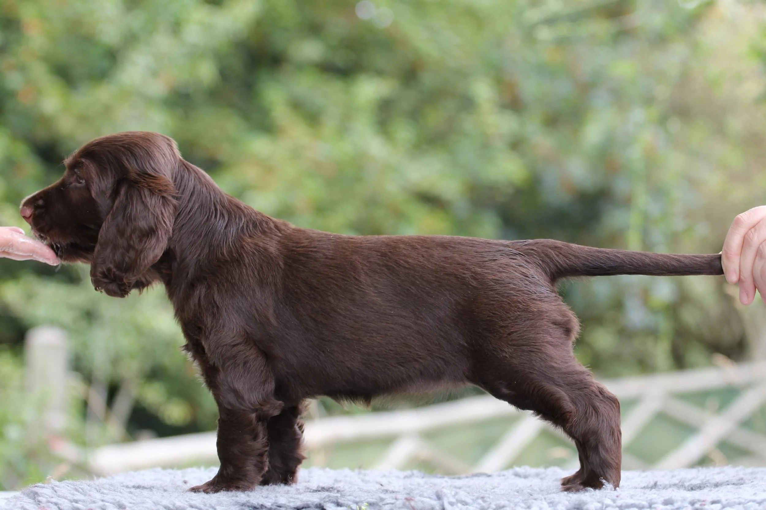 Sylviidae Field Spaniel Puppies — Sylviidae Field spaniels