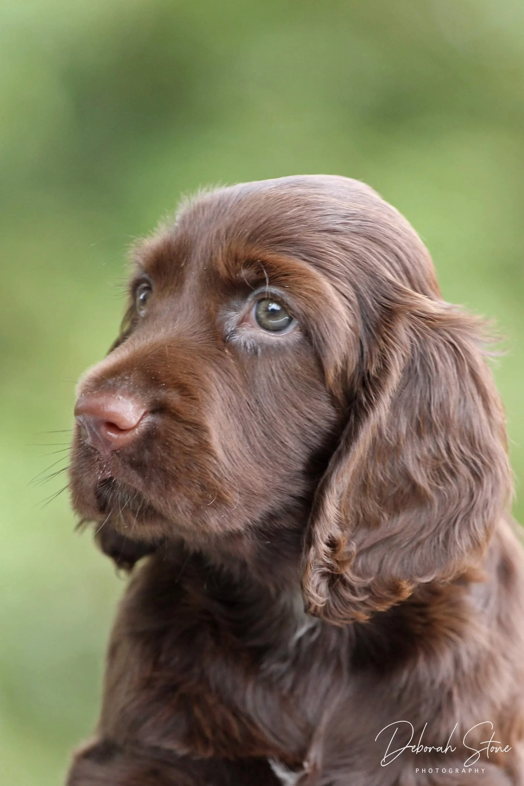 Sylviidae Field Spaniel Puppies — Sylviidae Field spaniels
