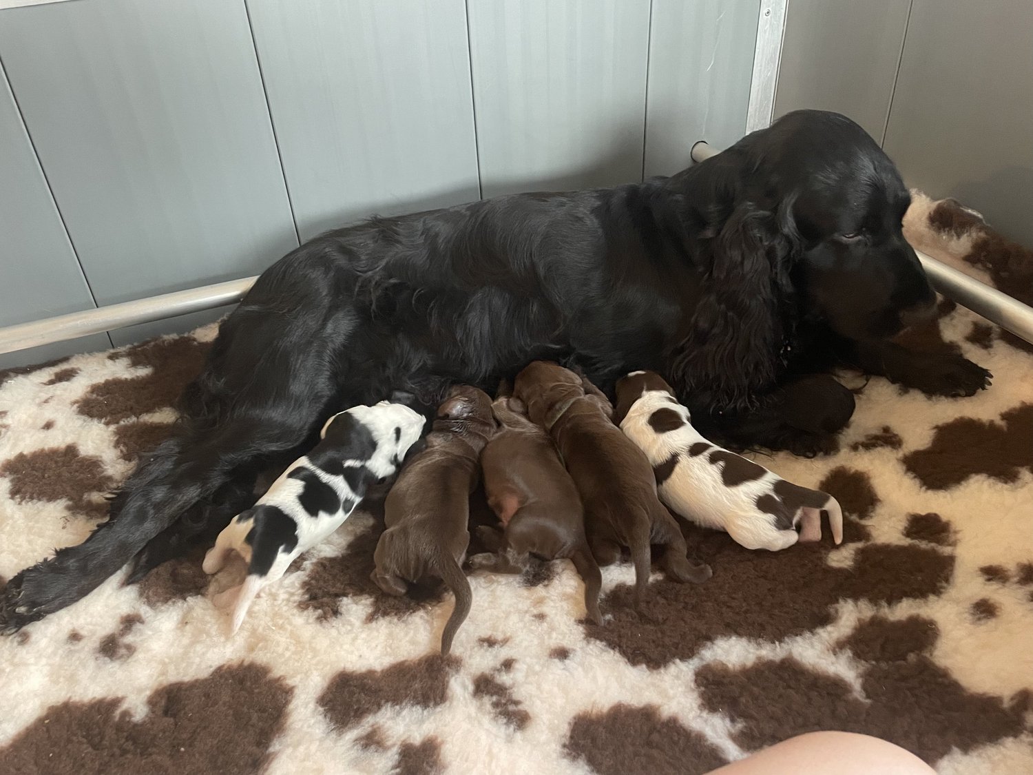 Sylviidae Field Spaniel Puppies — Sylviidae Field spaniels