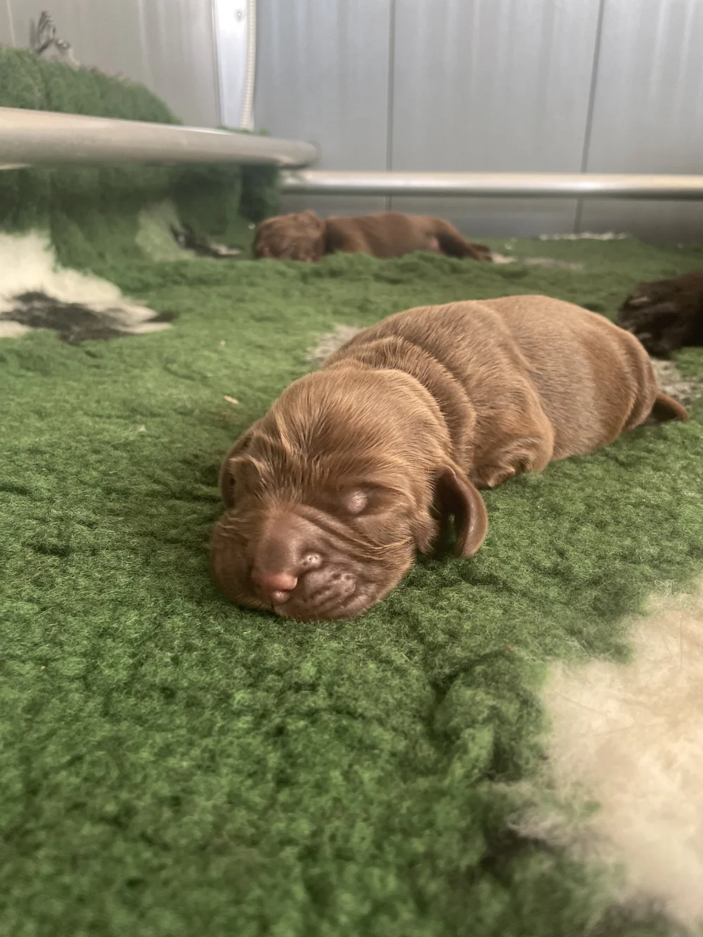 Sylviidae Field Spaniel Puppies — Sylviidae Field spaniels