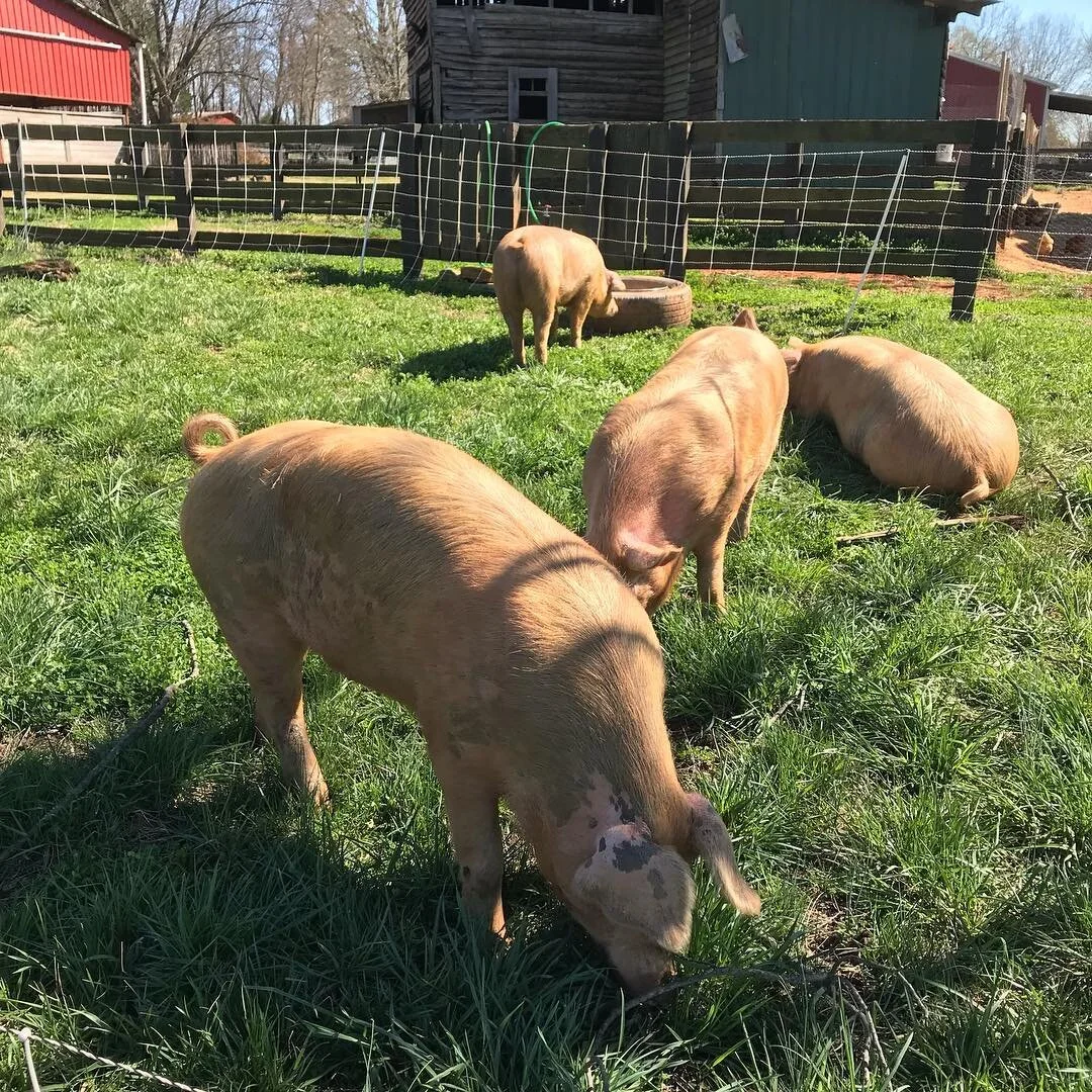 Pastured Pork — Evans Family Farm
