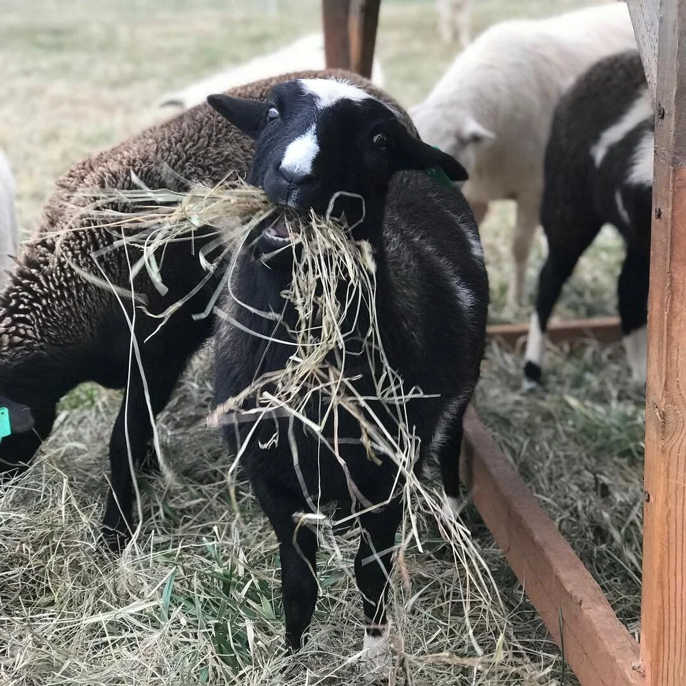 Pasture Raised Lamb — Evans Family Farm