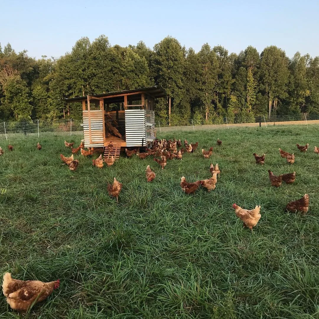 Pastured Poultry — Evans Family Farm