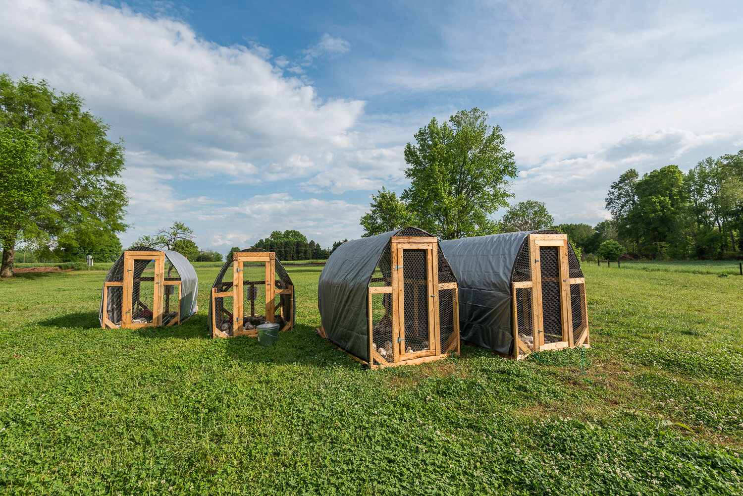 Pastured Poultry — Evans Family Farm