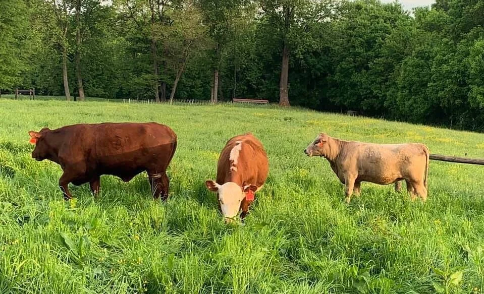 Pasture Raised Beef — Evans Family Farm