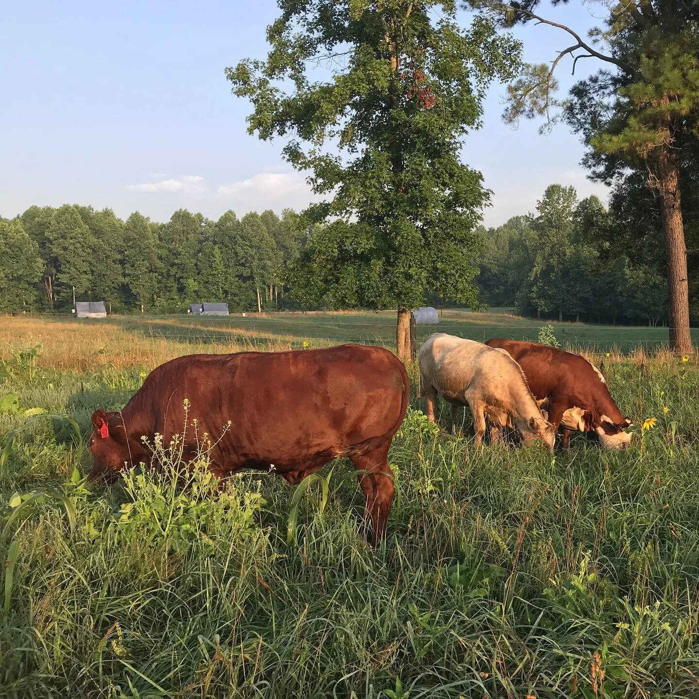 Pasture Raised Beef — Evans Family Farm
