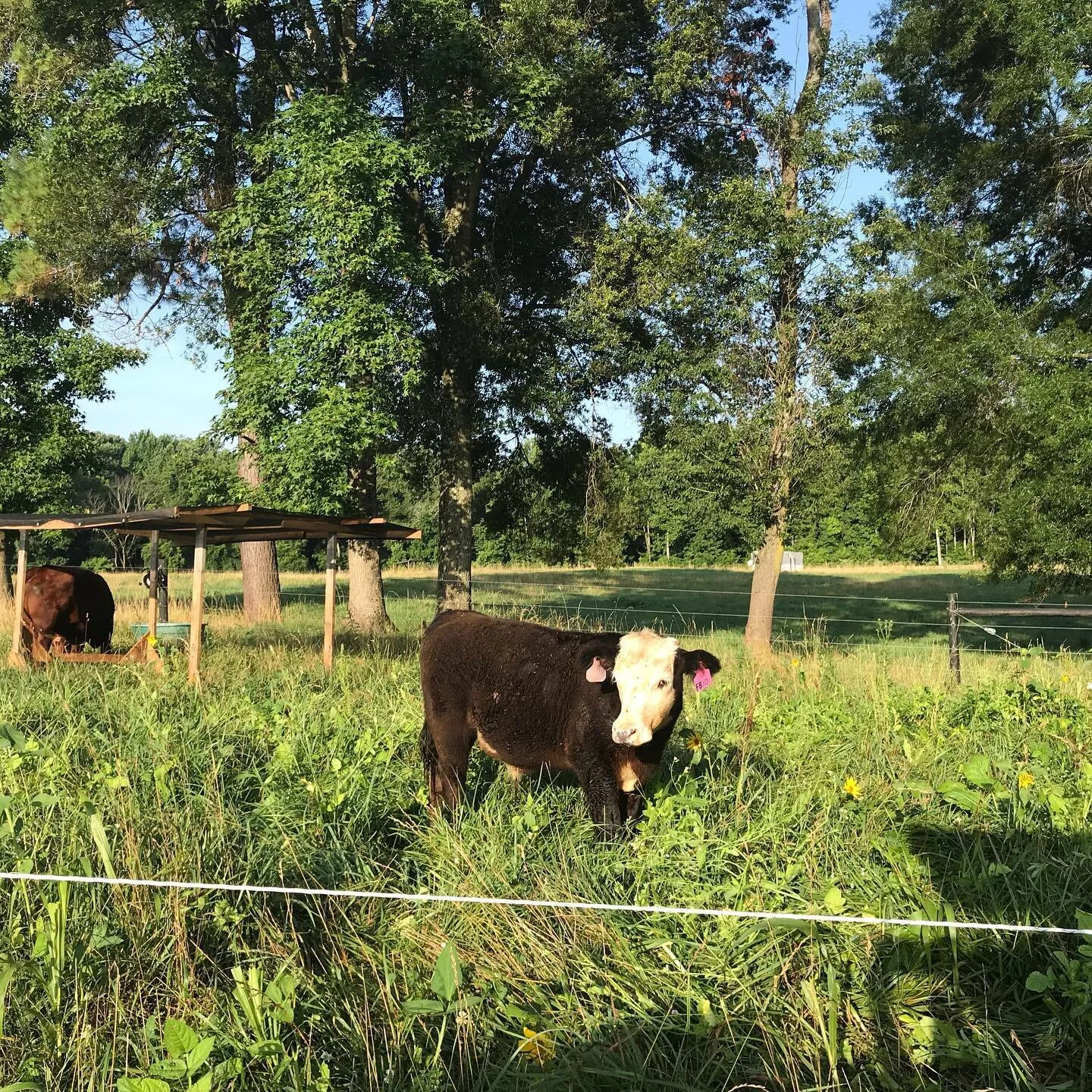 Pasture Raised Beef — Evans Family Farm