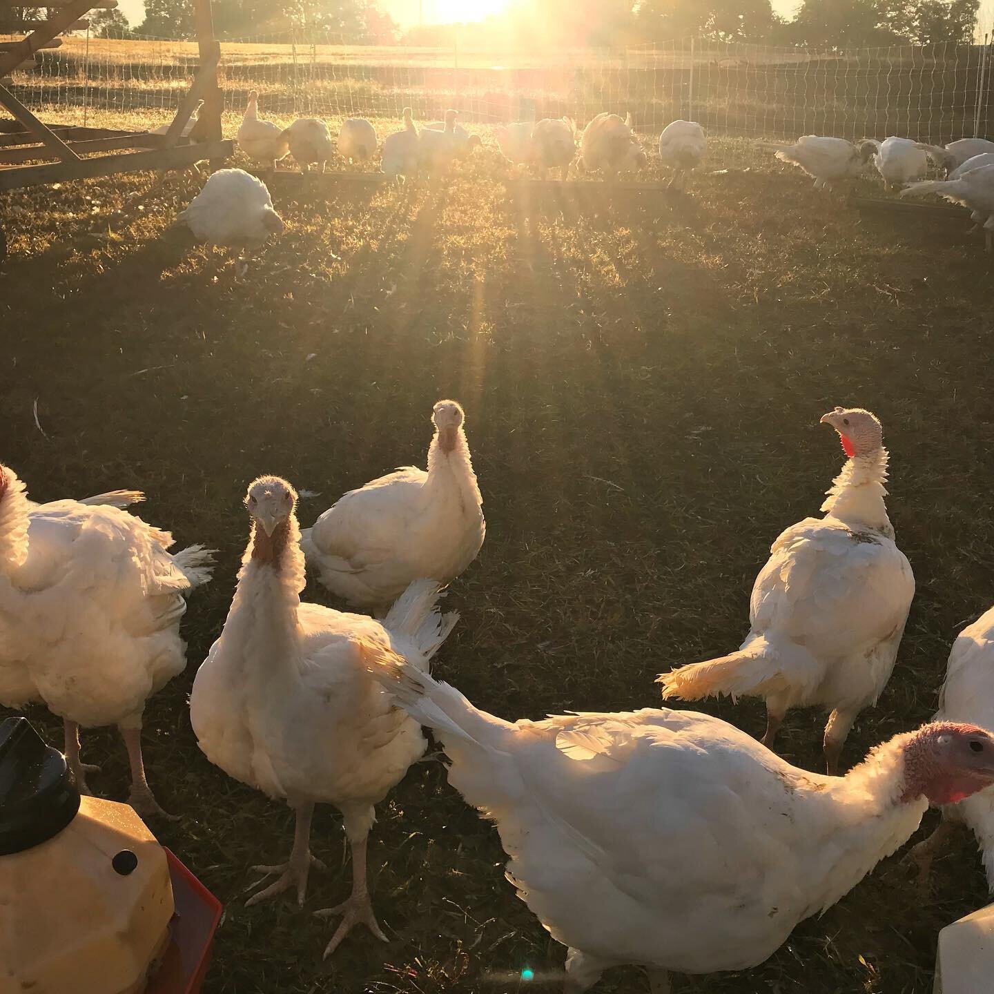 Pastured Poultry — Evans Family Farm