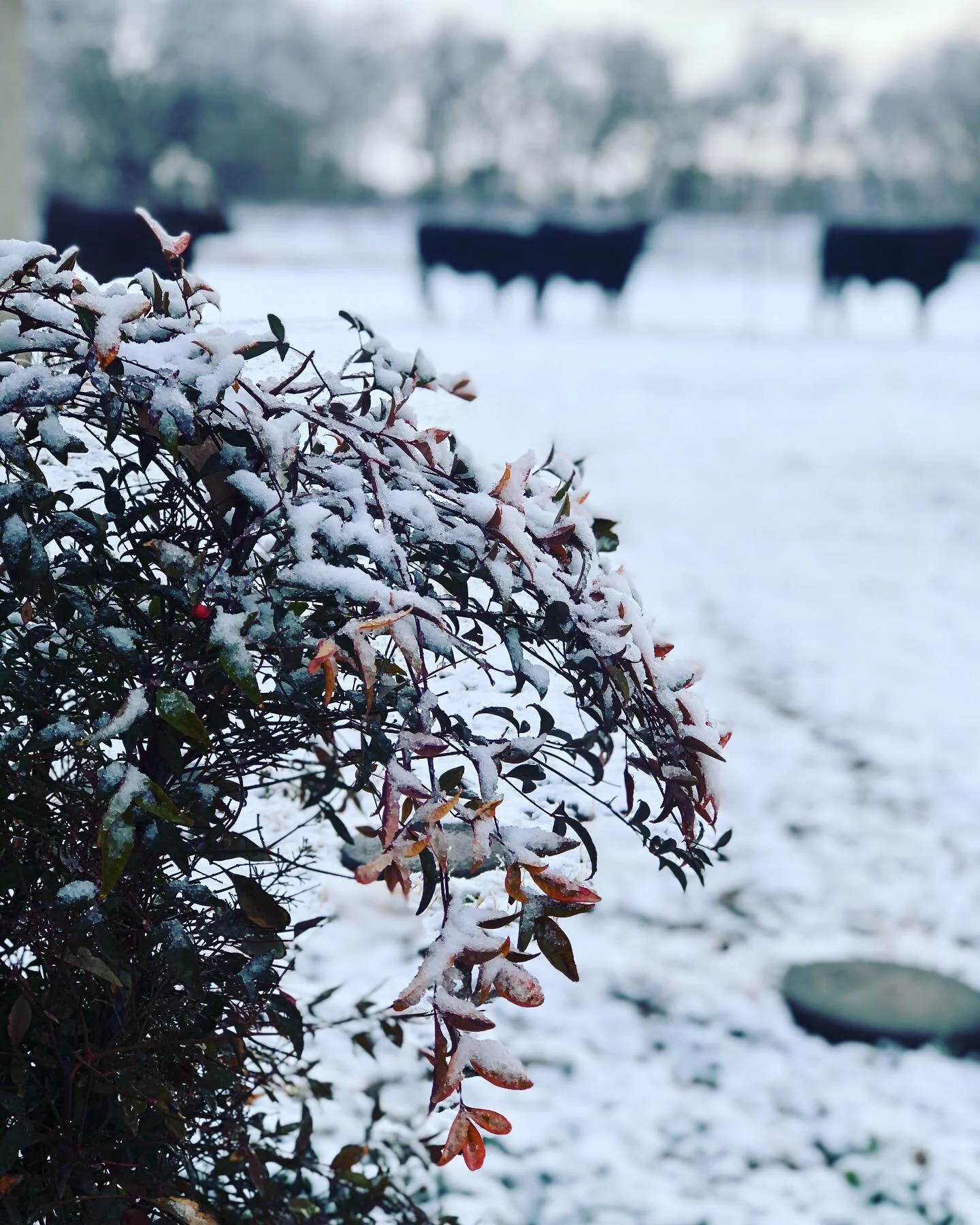 Ethos — Sweet Mercy Farms