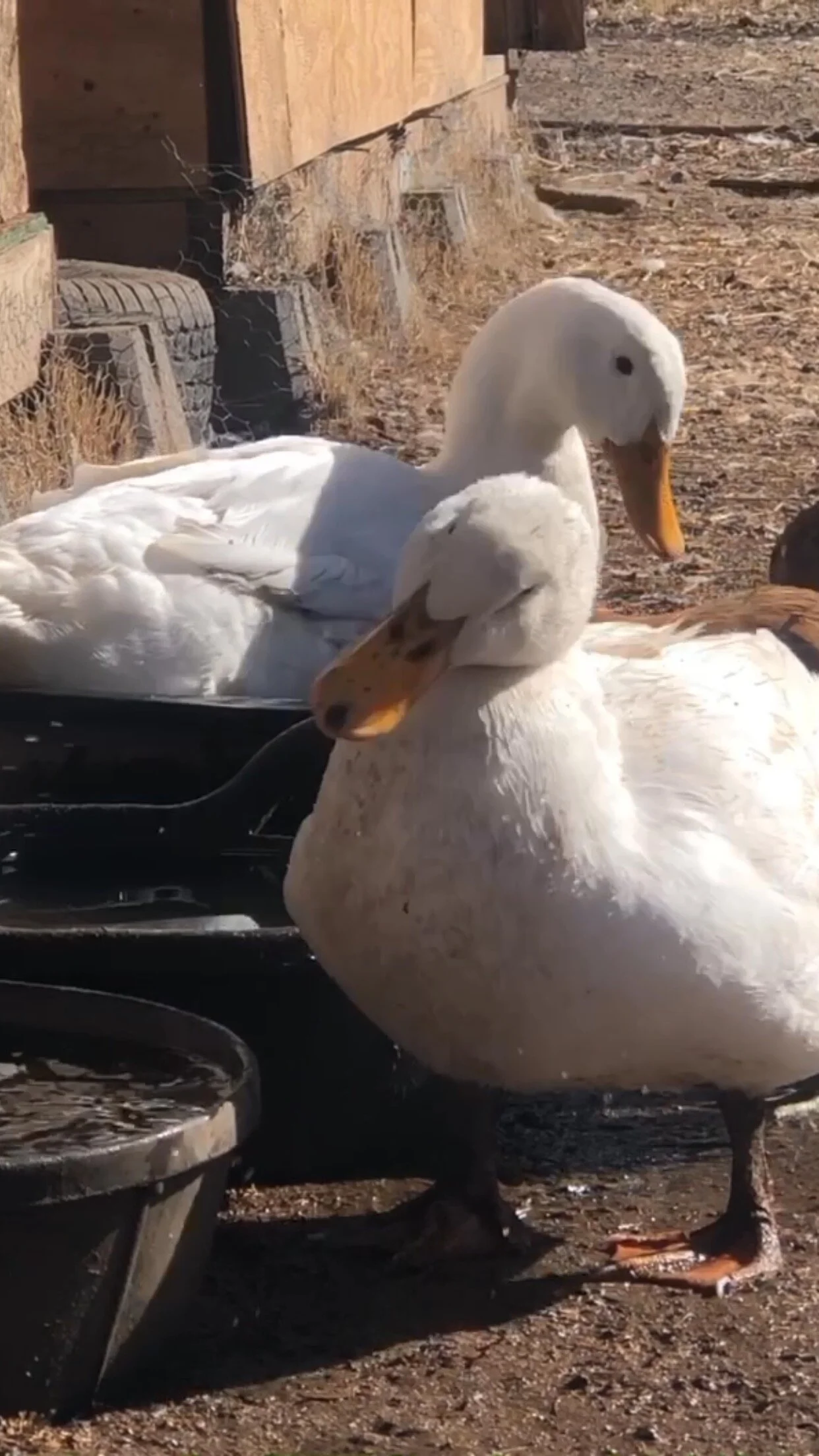 Ethos — Sweet Mercy Farms