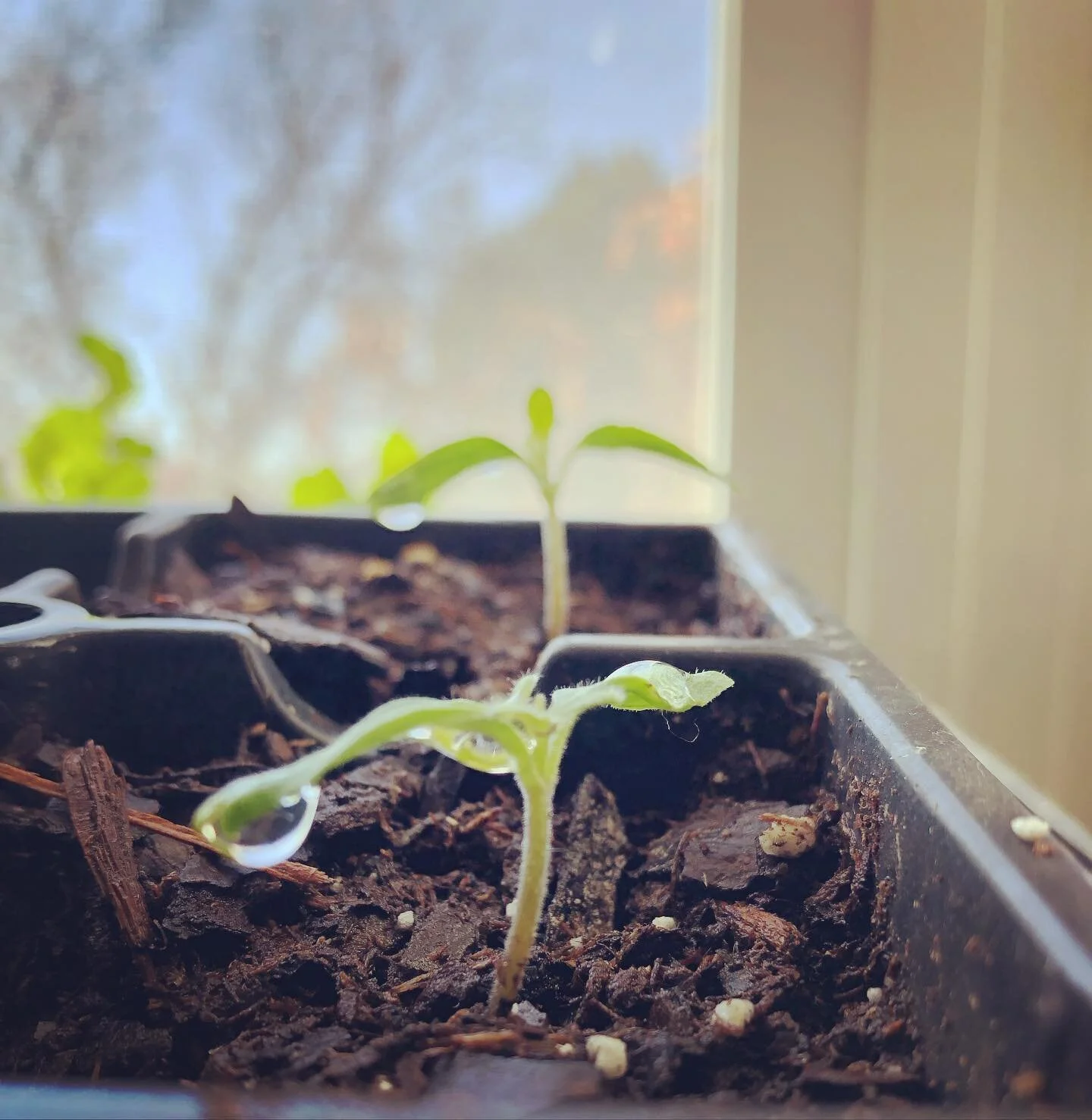 Ethos — Sweet Mercy Farms